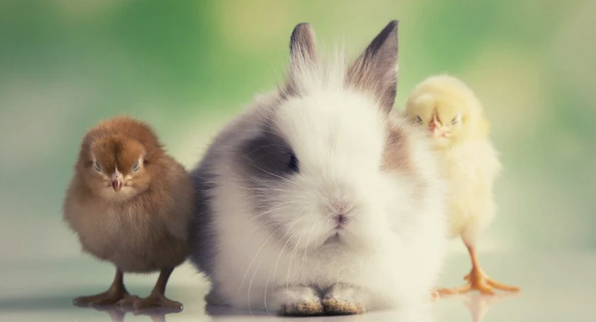 POULTRY & BIRD FEEDERS & WATERERS – Saddleworld NT