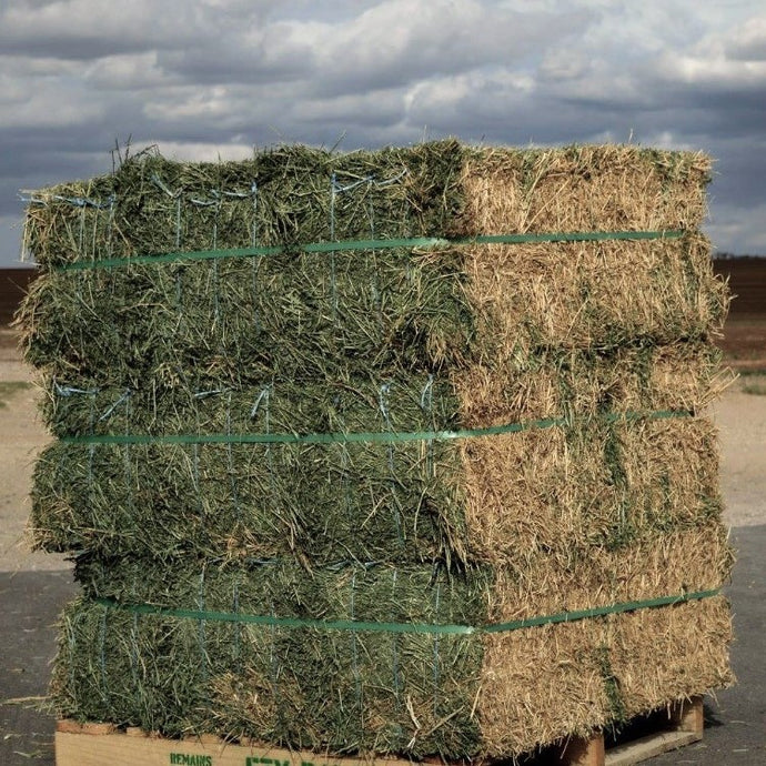 HAY – Saddleworld NT